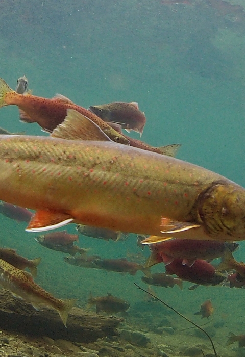 Service Releases 5-Year Status Review and Species Status Assessment for Bull Trout | U.S. Fish ...